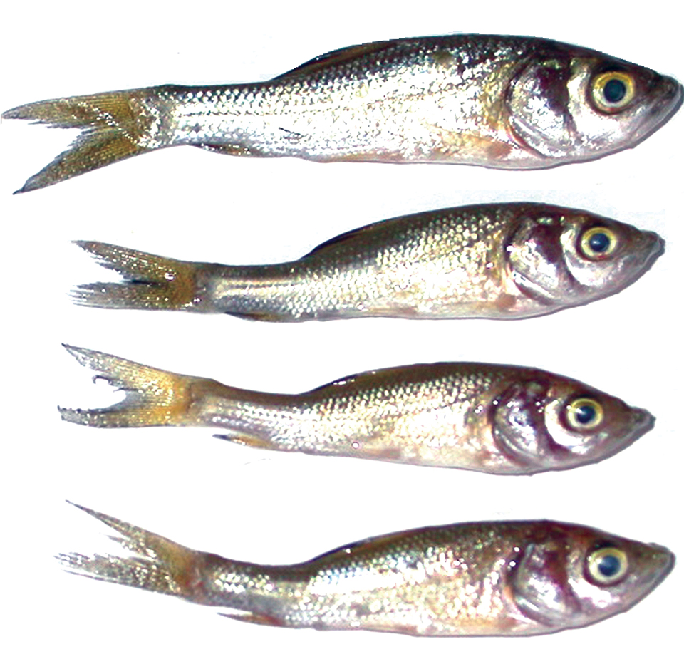 Study seeks optimum probiotic dosing for fish fry - Responsible Seafood ...