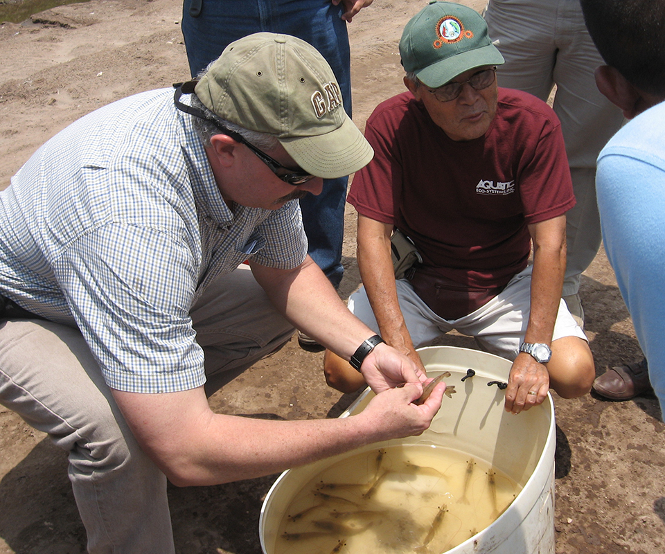 Relevance of sampling protocols to determine shrimp, fish health ...