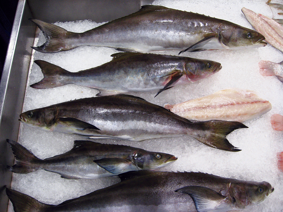 Cobia culture: Global production, markets, challenges - Responsible ...