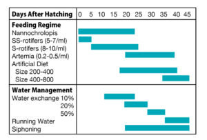 Indonesian methods achieve mass production of grouper seedstock ...