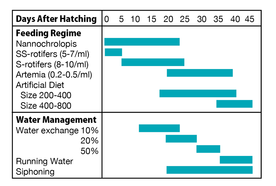 Indonesian methods achieve mass production of grouper seedstock ...