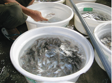 Indonesian methods achieve mass production of grouper seedstock ...