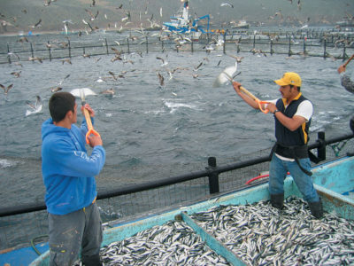 Tuna aquaculture faces challenges in continued growth - Responsible ...