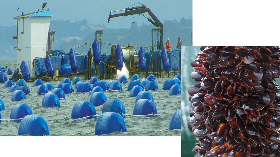 Mussels, scallops lead Chile’s mollusk industry - Responsible Seafood ...