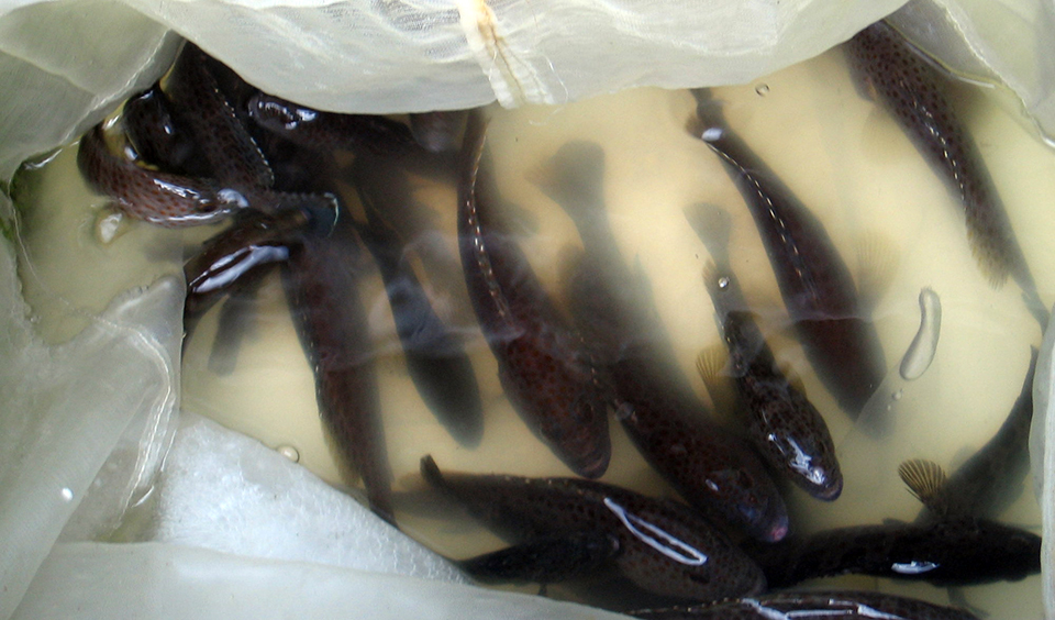 Frontiers of immunization in fish culture - Responsible Seafood Advocate