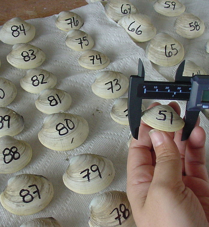 Triploid hard clams evaluated for Florida aquaculture - Responsible ...