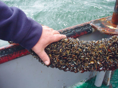 Shellfish innovations in the Netherlands: Mussel seed collectors ...