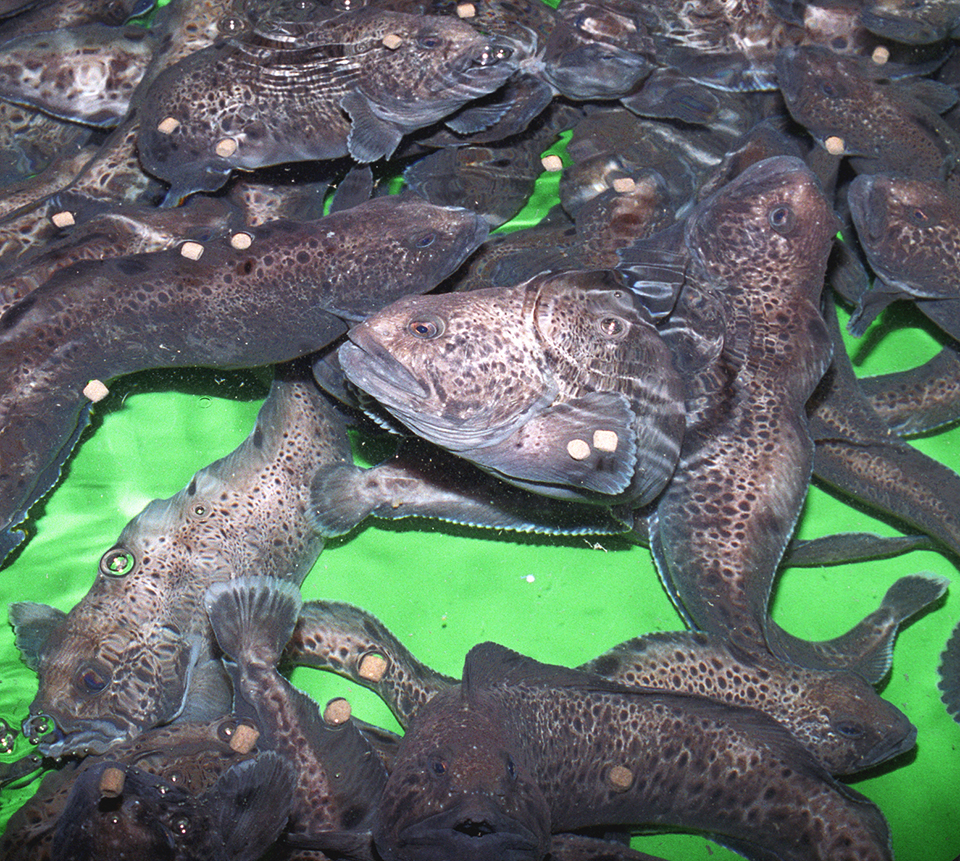 Spotted wolffish culture - Responsible Seafood Advocate