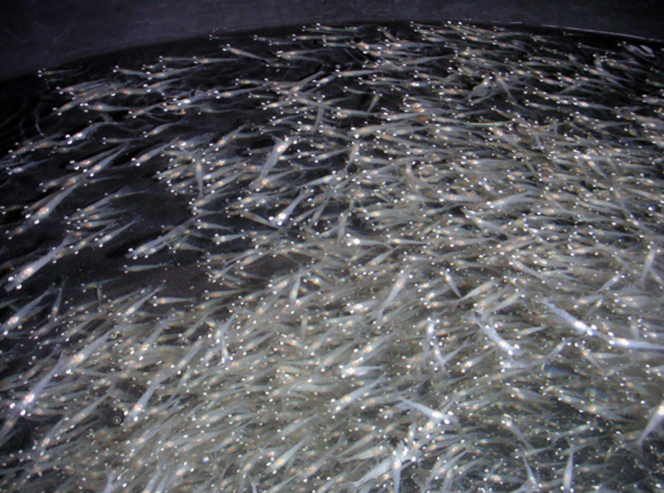 Biofloc reduces feed, filtration costs in recirculating shrimp nursery ...