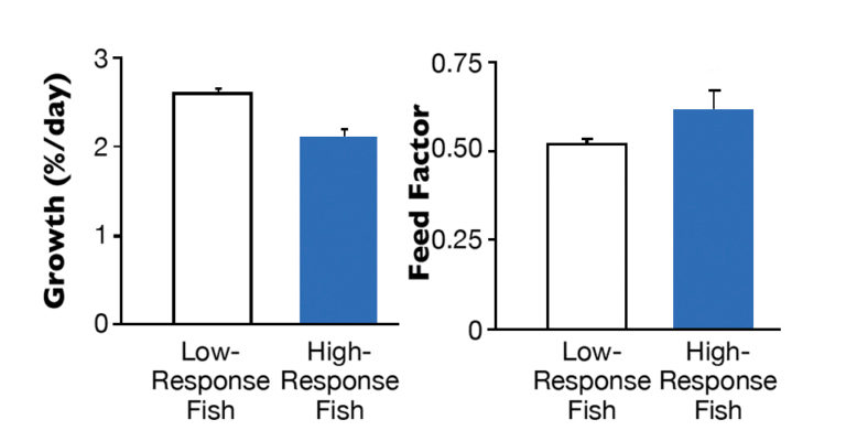 Selective breeding can improve fish welfare - Responsible Seafood Advocate