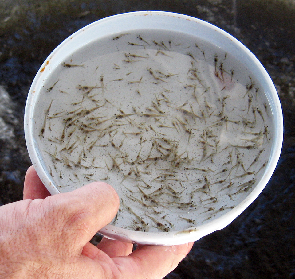 Specific pathogen free status advances shrimp culture - Responsible ...