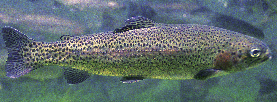 Genetically standardized trout stock to improve research - Responsible ...