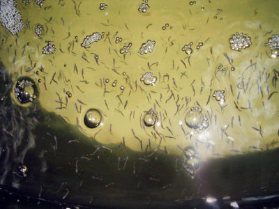 Larviculture protocols for cobia - Responsible Seafood Advocate