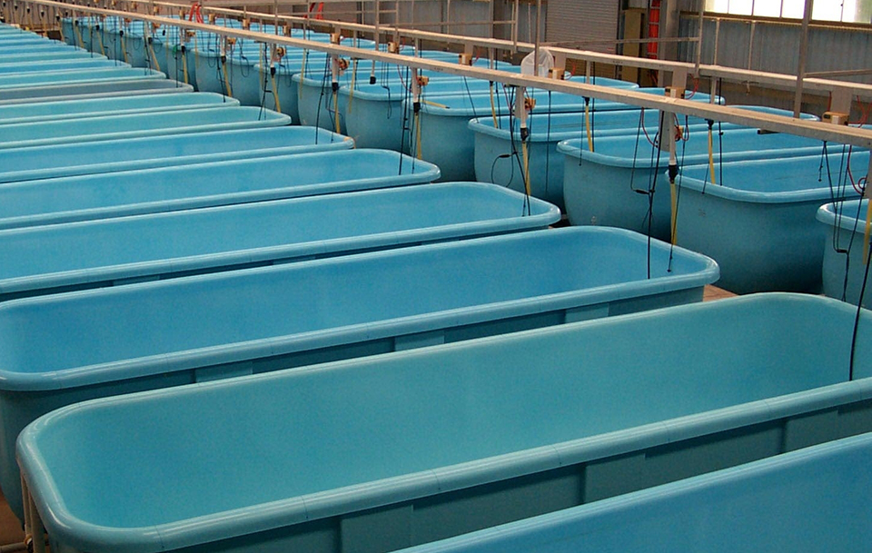 Challenges to commercializing shrimp triploidy - Responsible Seafood ...