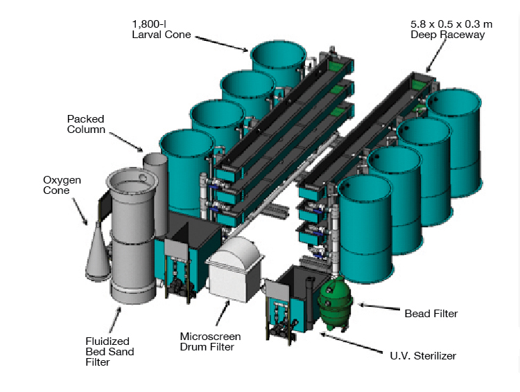 Integrated larval-nursery system for California halibut - Responsible ...