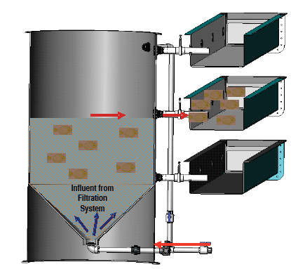 Integrated larval-nursery system for California halibut - Responsible ...