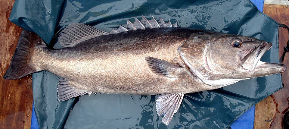 New Zealand breeding expansion addresses high-value species ...