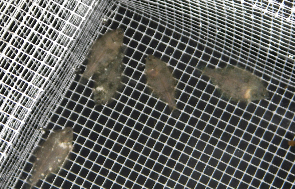 Rearing diets for winter flounder optimize weaning success in hatchery ...
