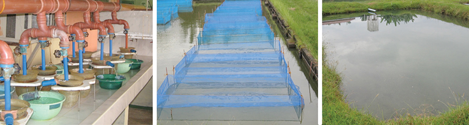 Tilapia fingerlings from varied systems deliver similar grow-out ...