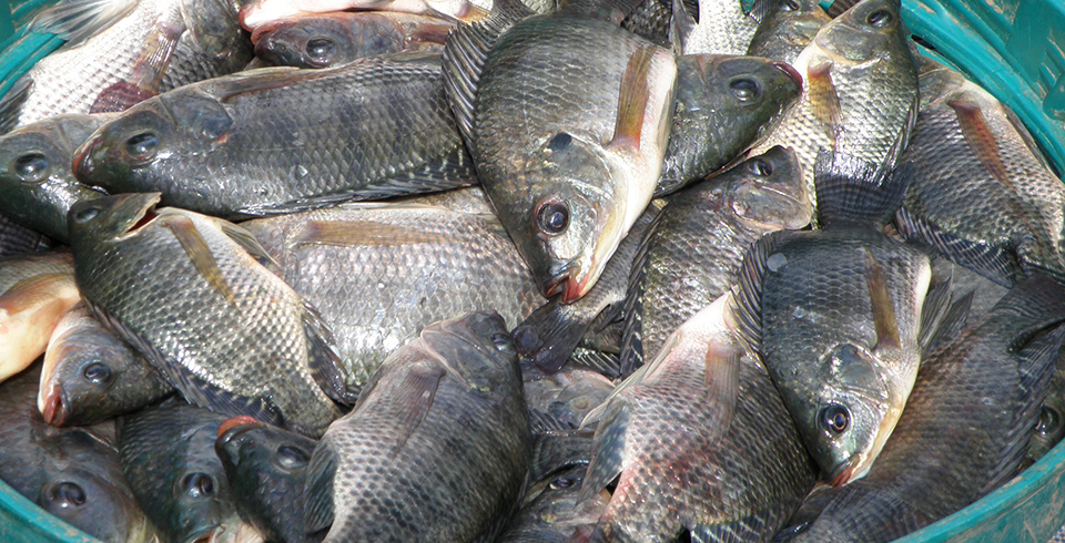 Tilapia production in Asia - Responsible Seafood Advocate