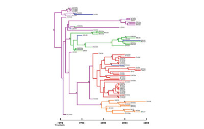 Evolutionary history of Taura Syndrome Virus - Responsible Seafood Advocate