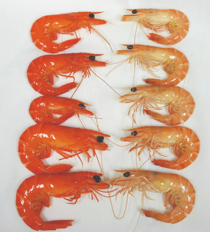 Add value to shrimp harvests: Darken environment to enhance shrimp ...