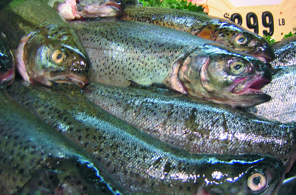 Feeds affect lipid body composition, quality - Responsible Seafood Advocate