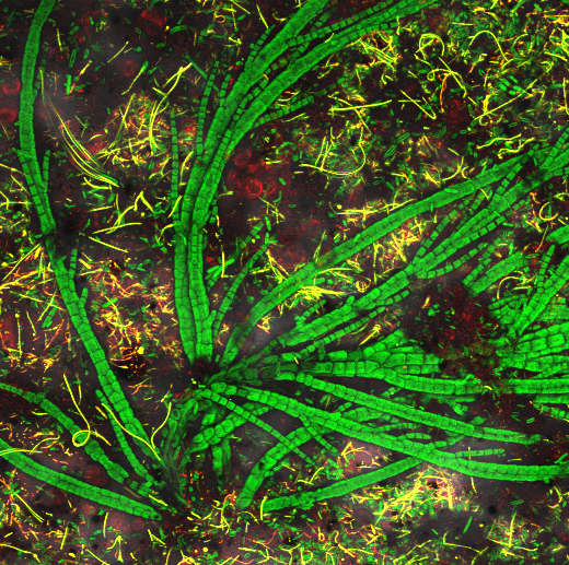 Periphyton domestication offers feed in shrimp culture - Responsible ...