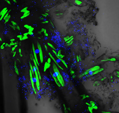 Periphyton domestication offers feed in shrimp culture - Responsible ...