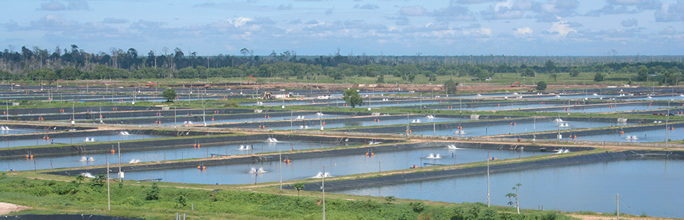 Paradigm shifts in shrimp farming - Responsible Seafood Advocate