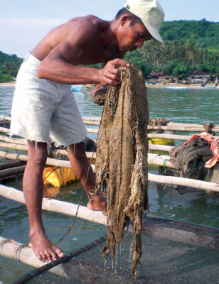 Lobster aquaculture in eastern Indonesia, part 1 - Responsible Seafood ...
