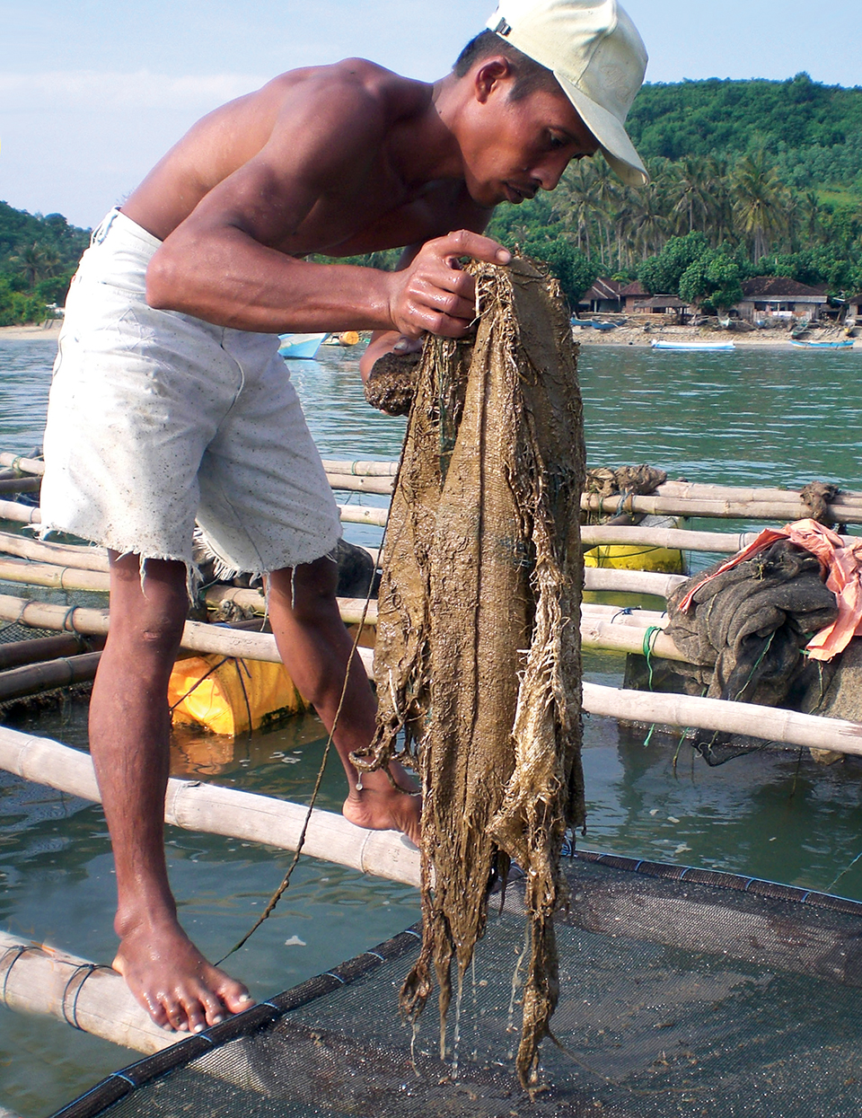 Lobster aquaculture in eastern Indonesia, part 1 - Responsible Seafood ...
