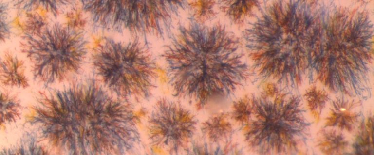 Genetics, environment define crustacean color - Responsible Seafood ...