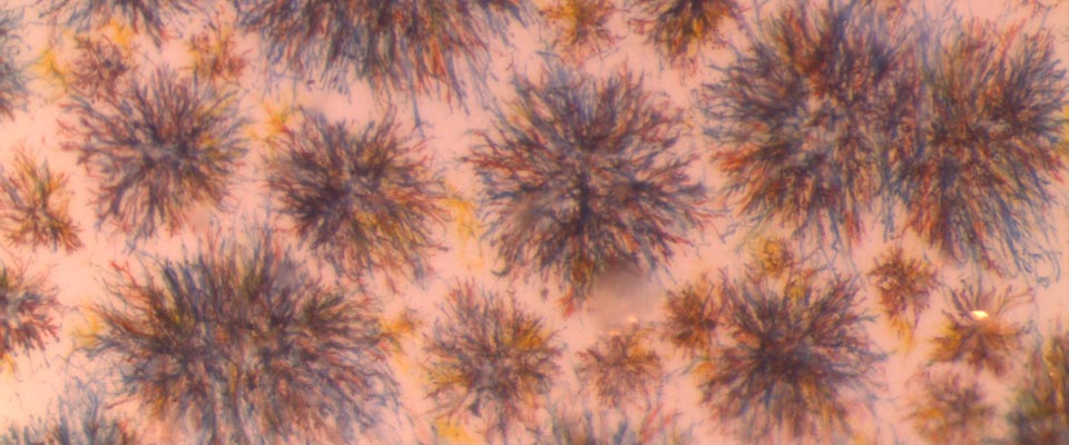 Genetics, environment define crustacean color - Responsible Seafood ...