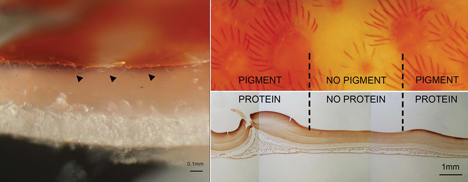 Genetics, environment define crustacean color - Responsible Seafood ...