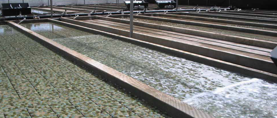 Selective breeding advances hybrid abalone - Responsible Seafood Advocate