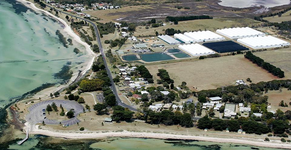 Selective breeding advances hybrid abalone - Responsible Seafood Advocate