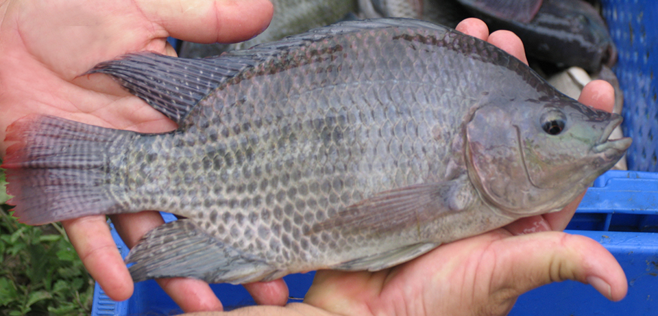 Whole genome sequencing of aquaculture species - Responsible Seafood ...