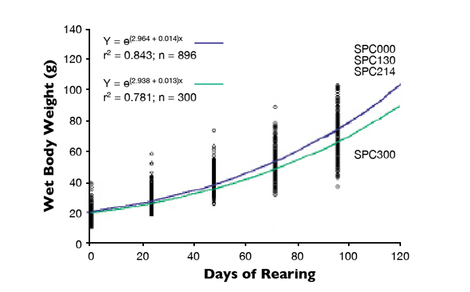 Mutton snappers grow well on plant-based diets - Responsible Seafood ...
