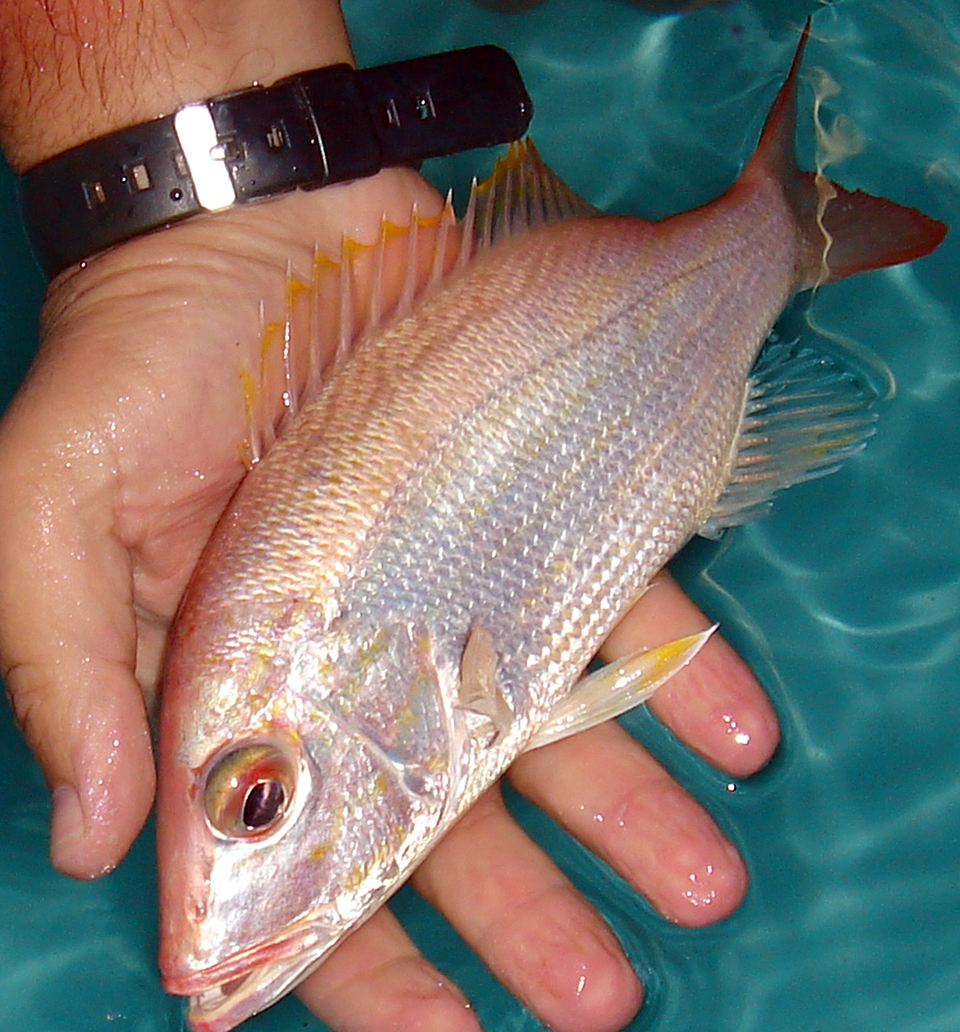 Mutton snappers grow well on plant-based diets - Responsible Seafood ...