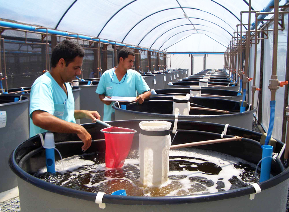 Tank effects impact selection responses in shrimp breeding ...