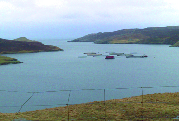 Life cycle assessment in aquaculture - Responsible Seafood Advocate