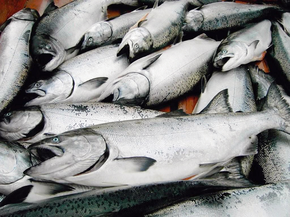 Better to eat – farmed or wild salmon? - Responsible Seafood Advocate