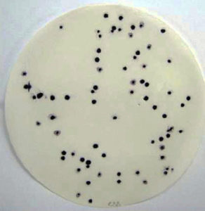 Detection of histamine-producing bacteria in fish - Responsible Seafood ...