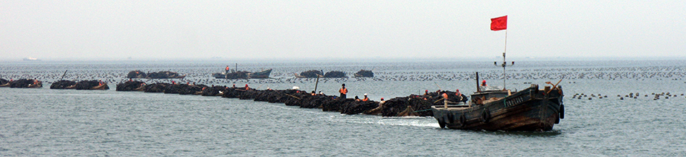 Turning to the sea: Can seaweed help us raise more food more ...