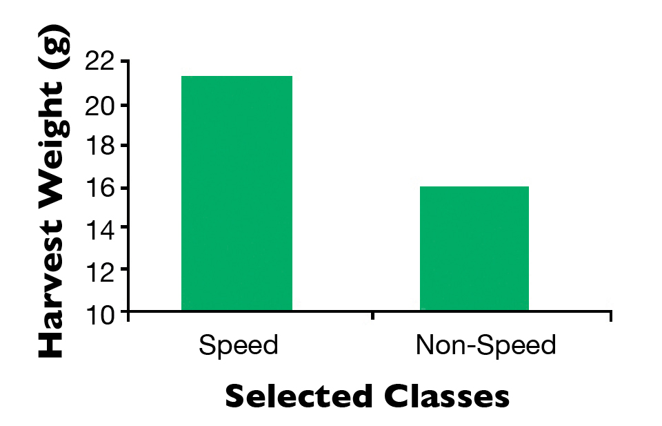 Within-family selection enhances shrimp growth - Responsible Seafood ...