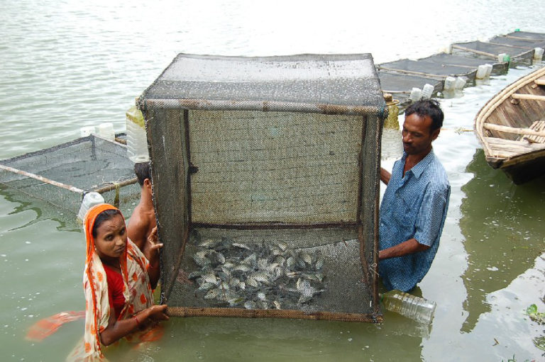 Bangladesh study examines potential for prawn cage farming ...
