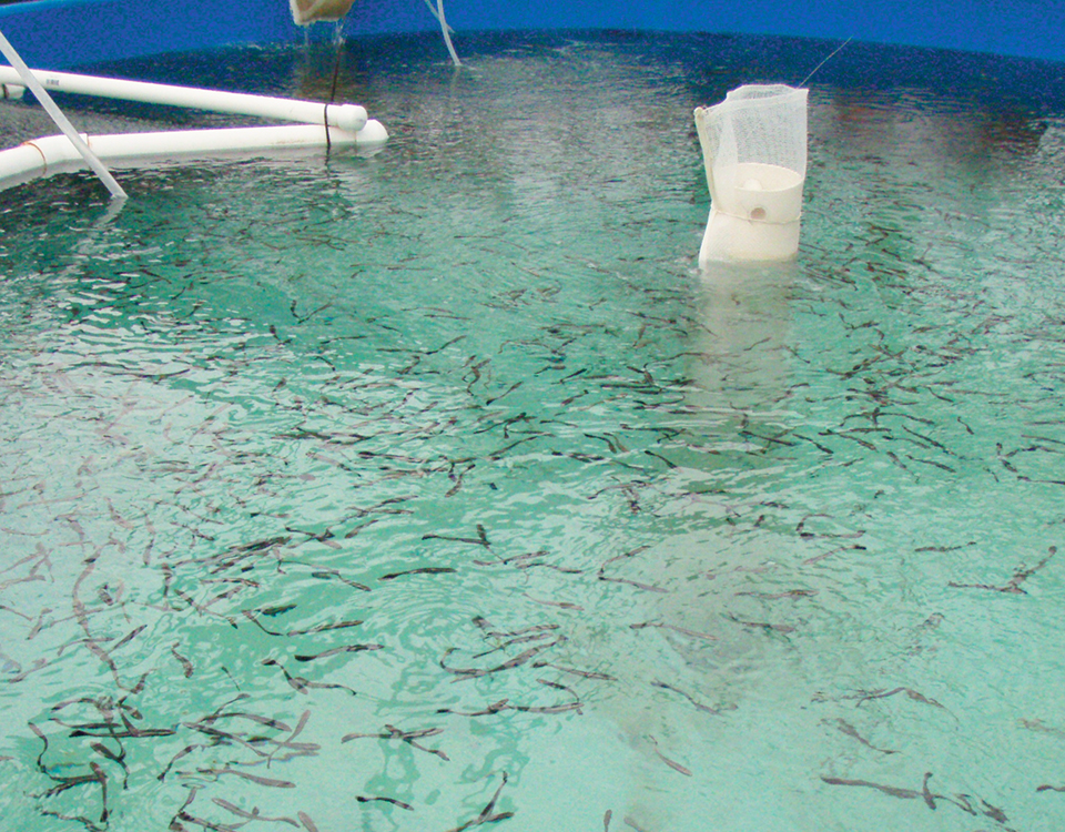 Cobia hatchery-to-market technology at UMEH - Responsible Seafood Advocate