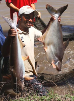 Pangasius for western aquaculture - Responsible Seafood Advocate
