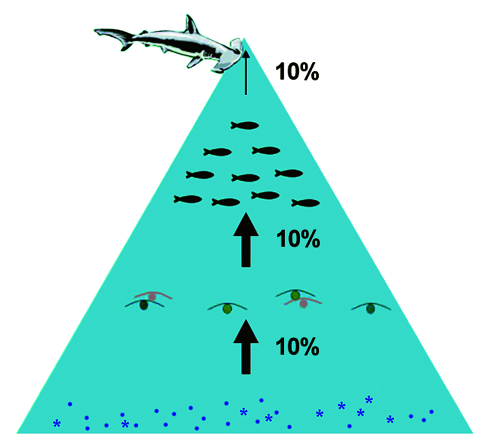 Lifecycle analysis model quantifies ecological footprint of salmon feed ...